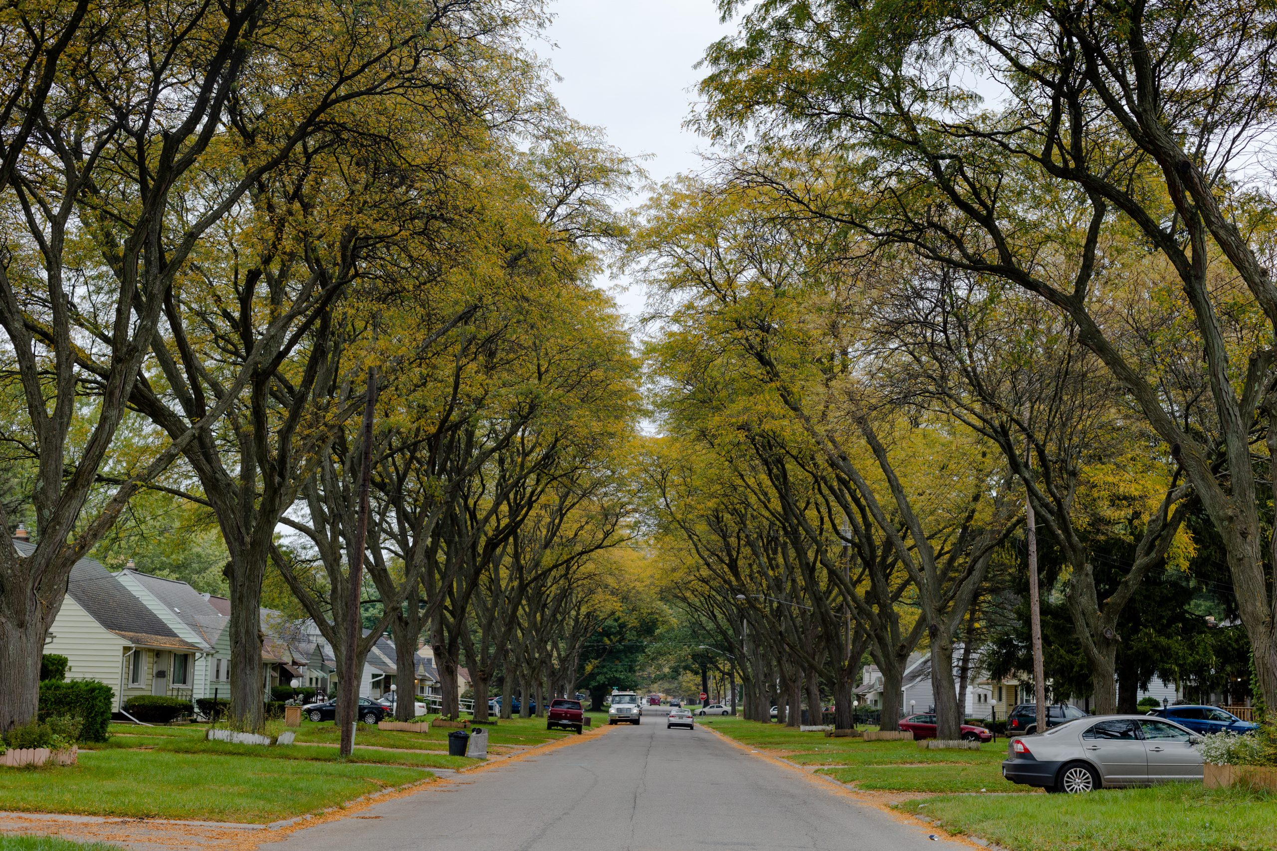 Mott Foundation grant will help plant 250 trees in Flint - Flint Beat